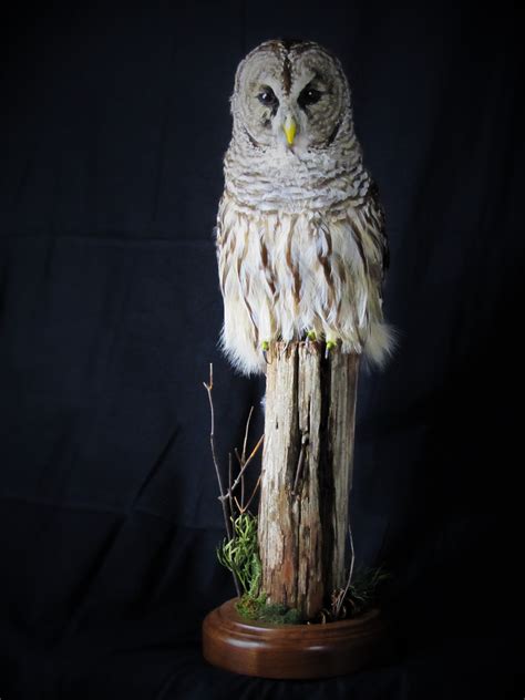 LAZY EIGHT TAXIDERMY Lazy Taxidermy Com