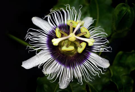 Jamaicas Exotic Flowers And Orchids You Should Know