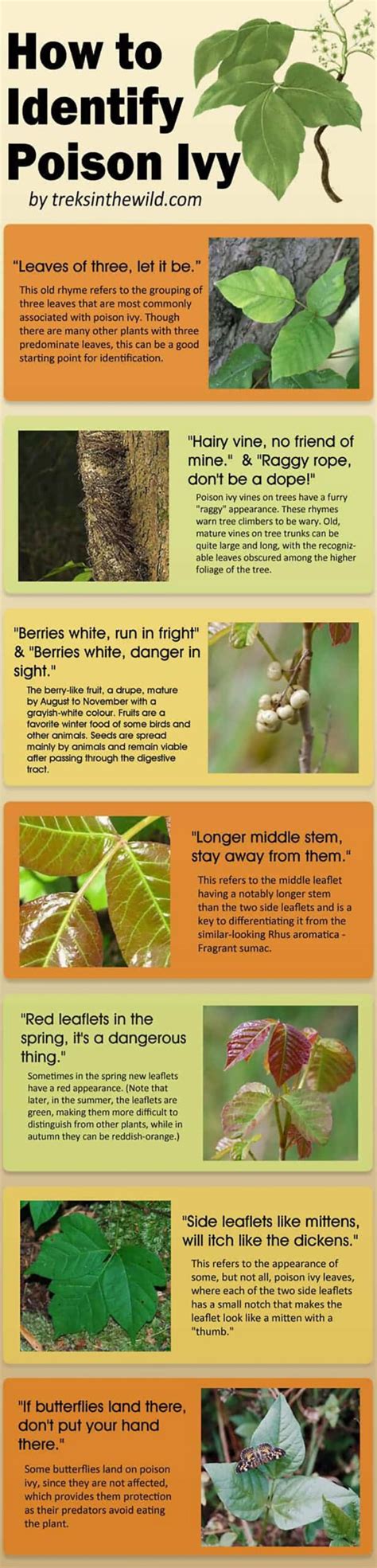 Poison Ivy Monhegan Associates Inc