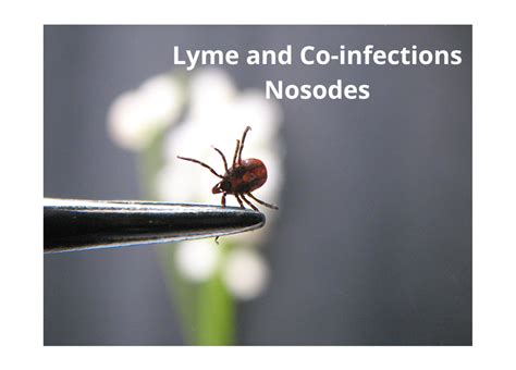 Nosodes For Lyme And Co Infections Hooray For Homeopathy
