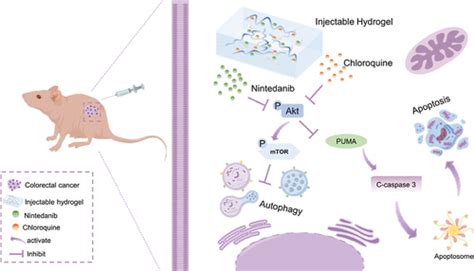 Injectable Hydrogel Delivery System With Nintedanib And Chloroquine