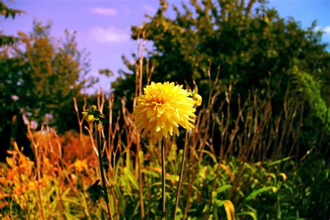 무료 이미지 자연 들 목초지 대초원 햇빛 잎 녹색 가을 식물학 노랑 플로라 야생화 꽃 피는 식물 데이지 가족 잔디 가족 육상 식물