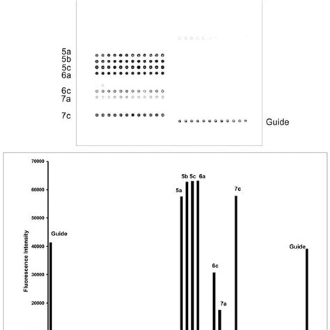 Identi Fi Cation Of Bacteria From Cervical Swabs By On Chip Pcr Top Download Scientific