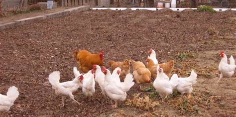 Feed And Nutrition Guide For Laying And Breeding Hens The Poultry Guide