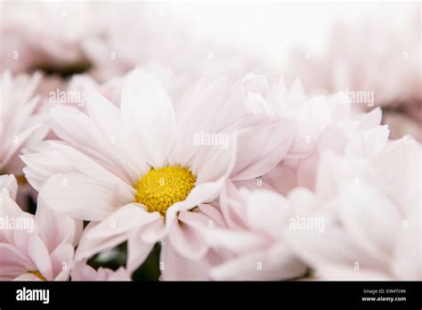 Gelbe Margeriten Fotos Und Bildmaterial In Hoher Auflösung Alamy