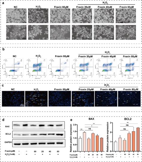 Apoptosis Of Mnt1 Cells Under H 2 O 2 And Fraxin Treatments Mnt1 Cells