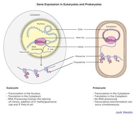 Existence Of Plasmids Extragenomic Dna Genetics Of Prokaryotic Cells Mcat Content