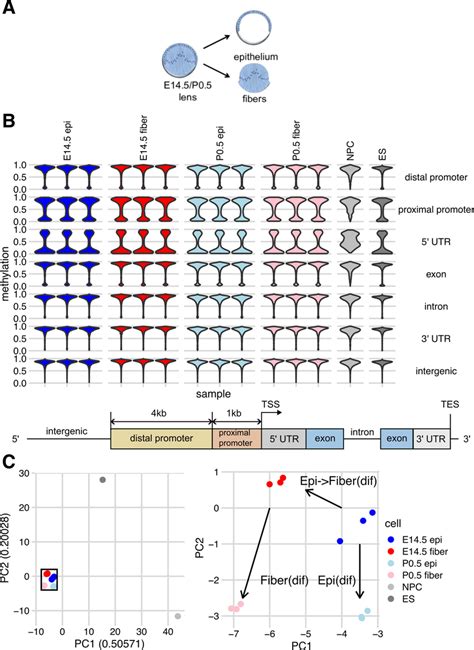 experimental model and clustering of samples based on dna methylation