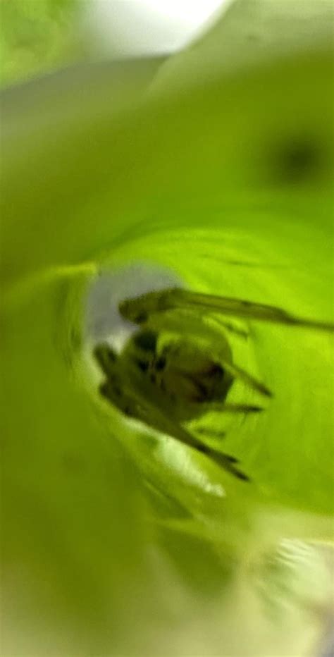 Some Spideys R Spiders