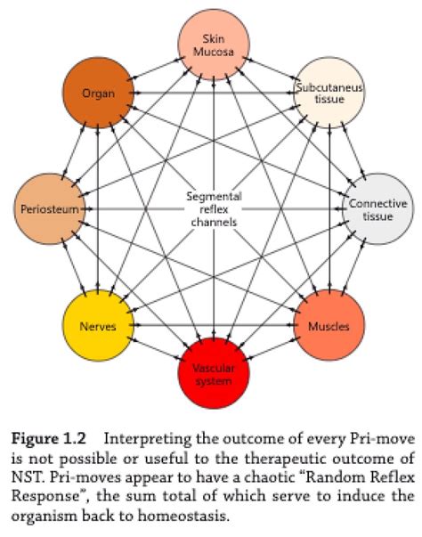 Nst Spinal Integration Nst Chiropractic Techniques Physiotherapy