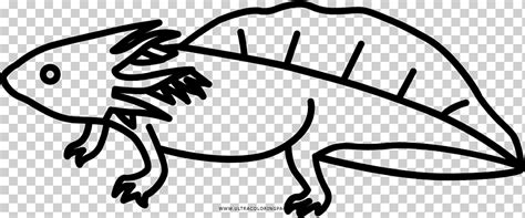 두더지 Axolotl 도롱뇽 색칠 공부 Drawing Tiger Salamander 어린이 라인 아트 Png