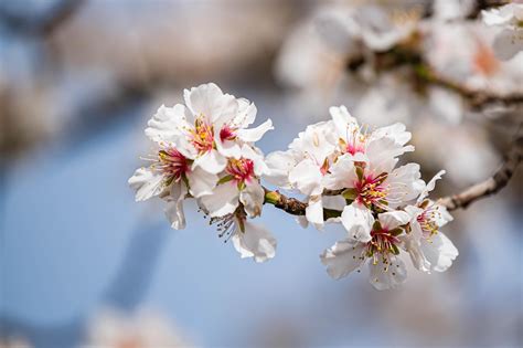 복숭아꽃 벚꽃 핑크 꽃 Pixabay의 무료 사진 Pixabay