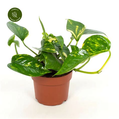 انواع واریته پوتوس گونه پتوس Epipremnum Aureum