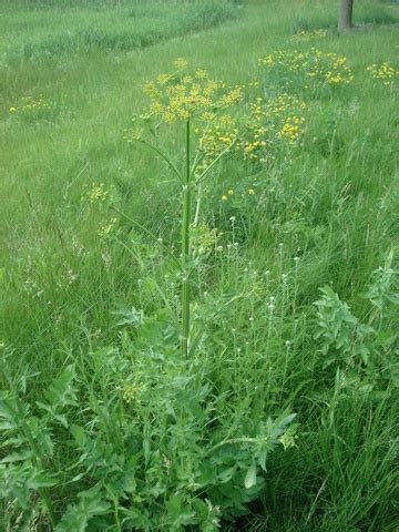 Poison Parsnip The Middlebury Landscape
