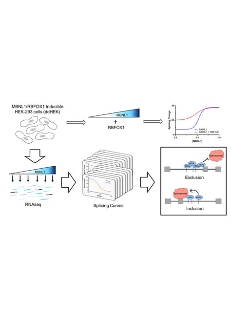 Github Joeellis1331ellis Et Al 2023 Scripts Utilized In The