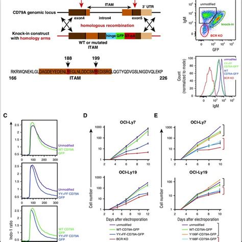 Bcr Clustering Reflects Type Of Bcr Signaling In Dlbcl Lines A Download Scientific Diagram