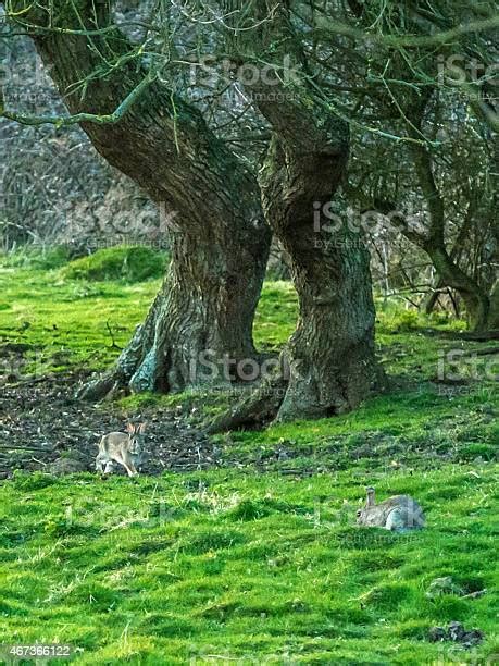 กระต่ายป่าสองตัวเคลื่อนไหว ภาพสต็อก ดาวน์โหลดรูปภาพตอนนี้ กระต่าย อันดับกระต่าย กลางแจ้ง