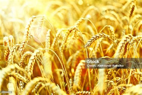 밀 밭 황금 밀의 귀 아름다운 일몰 풍경입니다 숙성 귀의 배경입니다 잘 익은 시리얼 작물 닫기 0명에 대한 스톡 사진 및 기타
