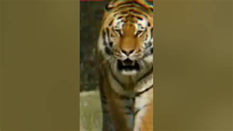 Attitude Simba Rule Youtube