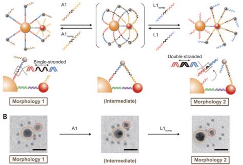 Dna Controlled Dynamic Colloidal Nanoparticle Systems For Mediating