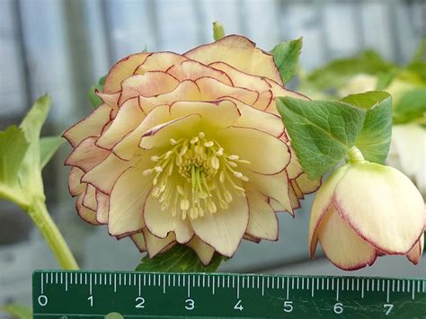 Yahoo オークション クリスマスローズ Dd フレグランス プリマヴェー