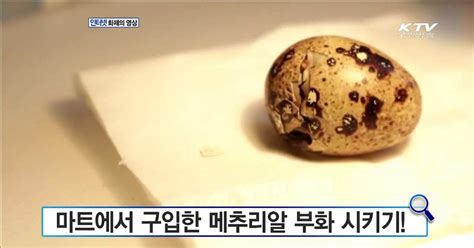 마트에서 구입한 메추리알 부화 시키기 [화제의 영상]