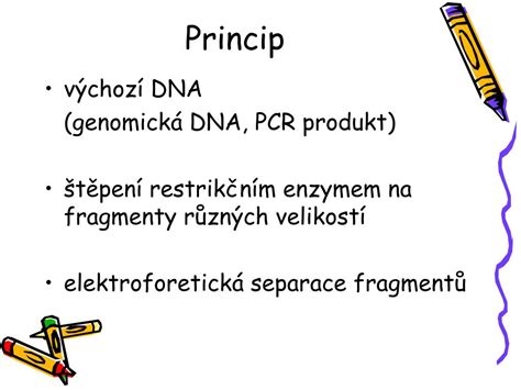 Ppt Rflp Restriction Fragment Length Polymorphism Powerpoint Presentation Id3996882