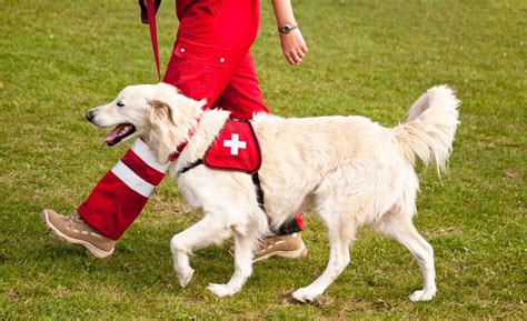 Search and Rescue Dogs: The Best Breeds, Training, and Types of Duties ...