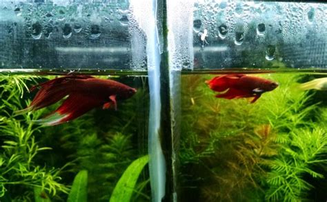 How To Sex A Betta Fish Vang Bettas