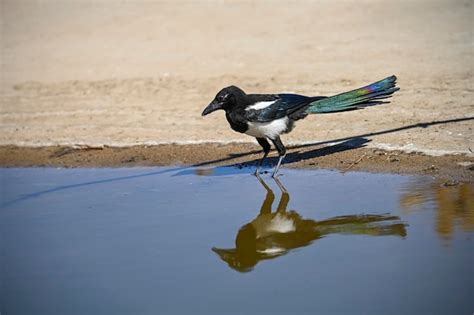Premium Photo Pica Pica The Common Magpie Is A Species Of Passerine