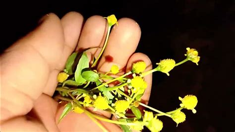 এই ফু লটা ছিবিয়ে খেলে মুখের মধ্যে কখনো ঘা হবেনা ১০০ গ্যারান্টি। Youtube