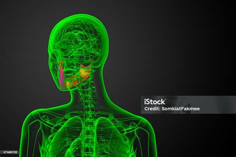 3 D 렌더링됨 일러스트턱뼈 2015년에 대한 스톡 사진 및 기타 이미지 2015년 3차원 형태 X 레이 Istock