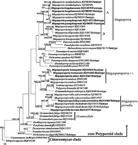 the mp tree inferred from its sequences dataset mp bootstrap support