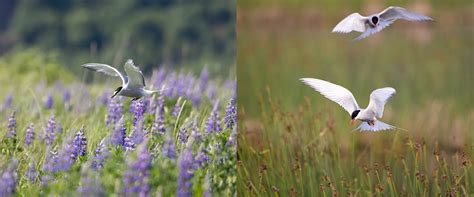 Aleutian Tern Left And Arctic Tern Right