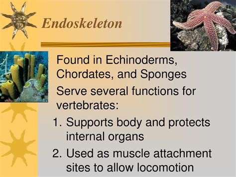 Ppt Support And Locomotion Powerpoint Presentation Free Download