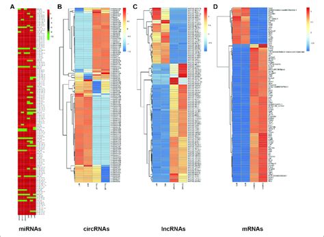 hierarchical clustering of mirnas a circrnas b lncrnas c and