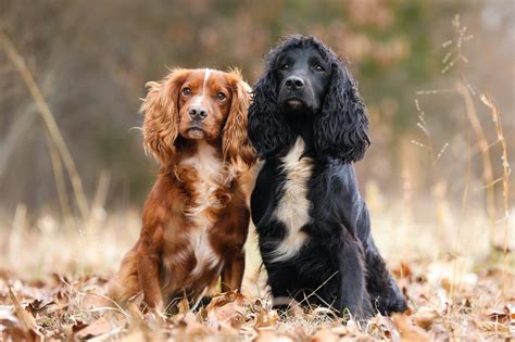 Can English Cocker Spaniel Be Black