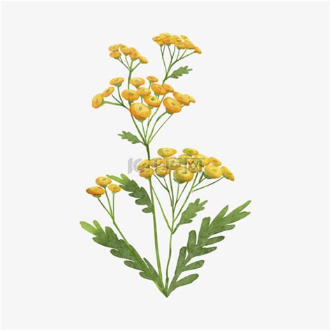 艾菊水彩黄色花卉花朵素材图片免费下载 千库网