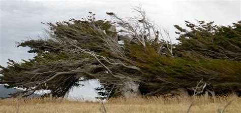 Protect Your Trees From Storm Damage Orchardtreesurgery Co Uk