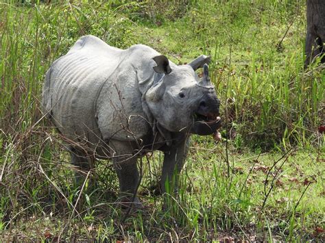 Iucn Ssc Asian Rhino Specialist Group Iucn