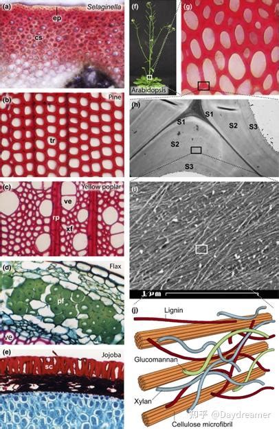 植物专题（一）：植物细胞如何搬砖？——次生壁与木质素的合成 知乎
