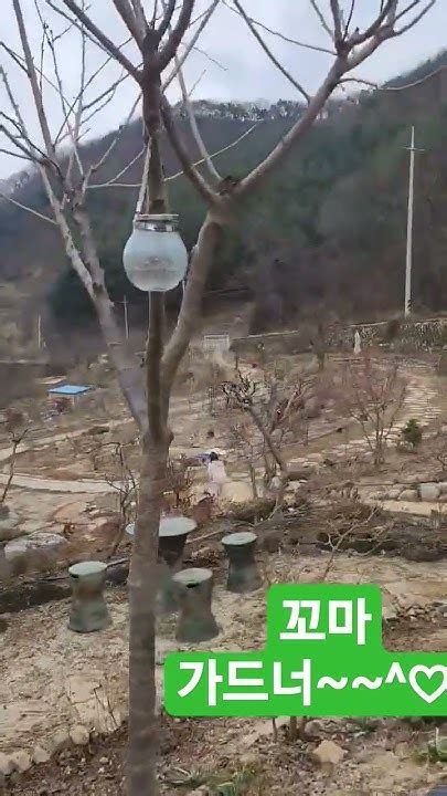 정원일 하는 꼬마 정원사~~ 할아버지 도와서 작년 낙엽을 치우는중~~ Youtube