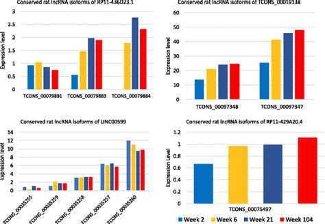 The Expression Patterns Of Conserved Rat Lncrna Isoforms In Orthologous Download High