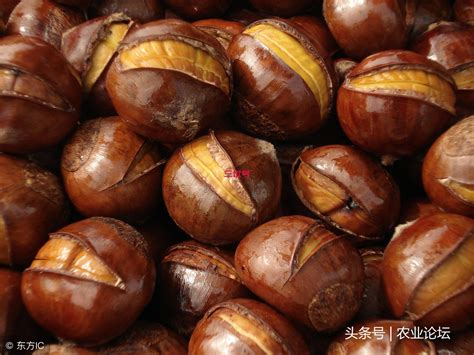 吃生板栗对身体有什么好处 板栗的功效和营养价值 三优号