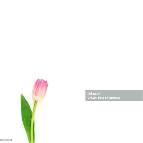 흰색 배경에 튤립 꽃입니다 플랫 레이 상단 보기 어머니의 날 결혼식 또는 행복한 이벤트에 대한 튤립 사랑스러운 인사말 카드 이미지 3월에 대한 스톡 사진 및 기타 이미지