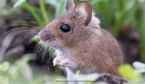 Dye Turns Mouse Skin Invisible Allows Researchers To See Inside