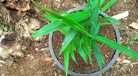 Tips For Growing Amazing Ginger Plants In Pots Or Containers