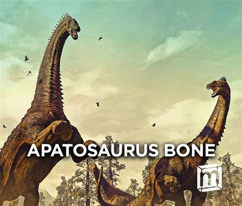 Apatosaurus Bone Showcase 5 51 Fossil Collectible Specimen Mini Museum