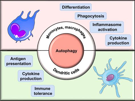Regulation Of The Innate Immune System By Autophagy Monocytes Macrophages Dendritic Cells And