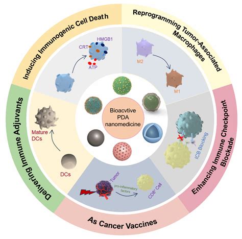 科研速递2025 032：赵丰教授 李享龙博士团队在《materials Today Bio》发表关于生物活性聚多巴胺纳米药物辅助癌症免疫治疗的最新综述文章 江西科技师范大学 化学化工学院
